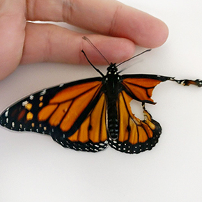 Woman Gives Butterfly A Wing Transplant To Help It Fly Again | DeMilked