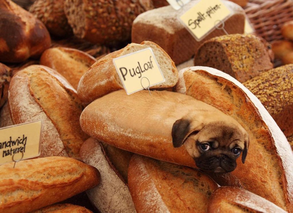 This Instagram Account Photoshops Puppies On Food And It's Deliciously ...