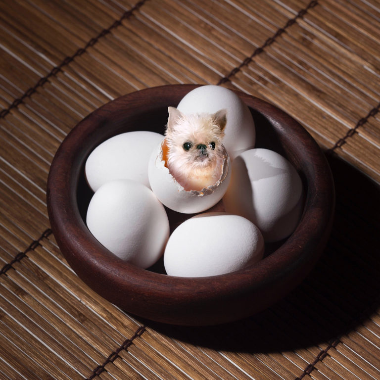 This Instagram Account Photoshops Puppies On Food And It's Deliciously ...
