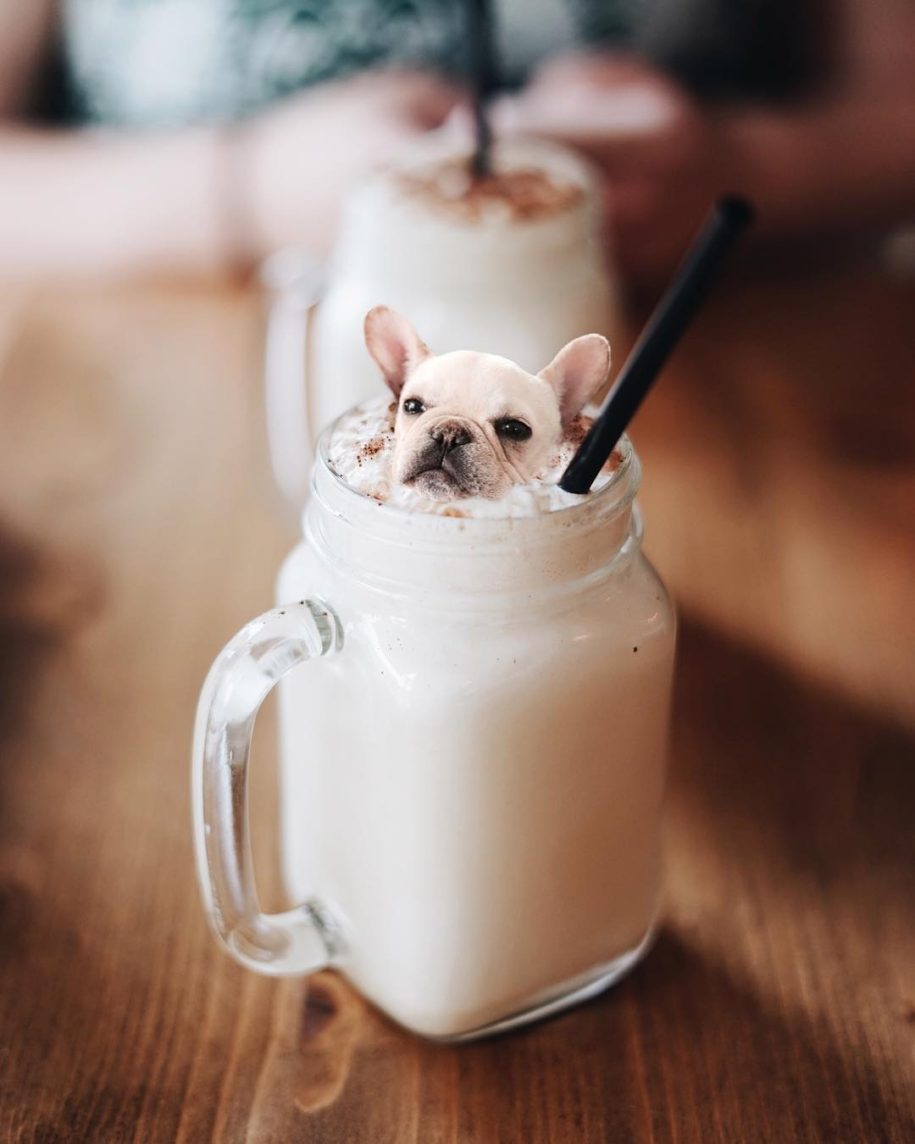 This Instagram Account Photoshops Puppies On Food And It's Deliciously ...