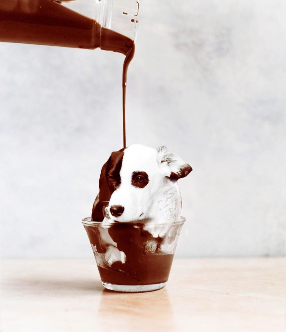 This Instagram Account Photoshops Puppies On Food And It's Deliciously ...