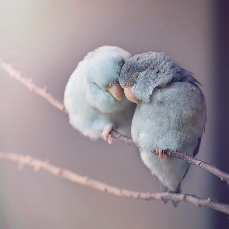 Dreamy Photographs Of Pastel-Colored Parrotlets That Will Get You Into ...