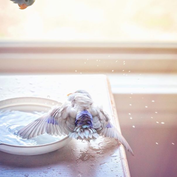 Dreamy Photographs Of Pastel-Colored Parrotlets That Will Get You Into ...