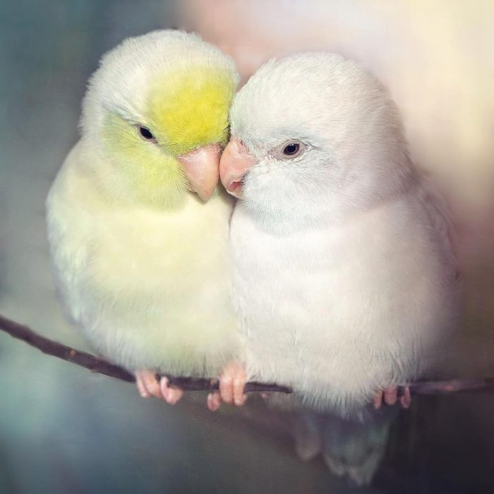 Dreamy Photographs Of Pastel-Colored Parrotlets That Will Get You Into ...