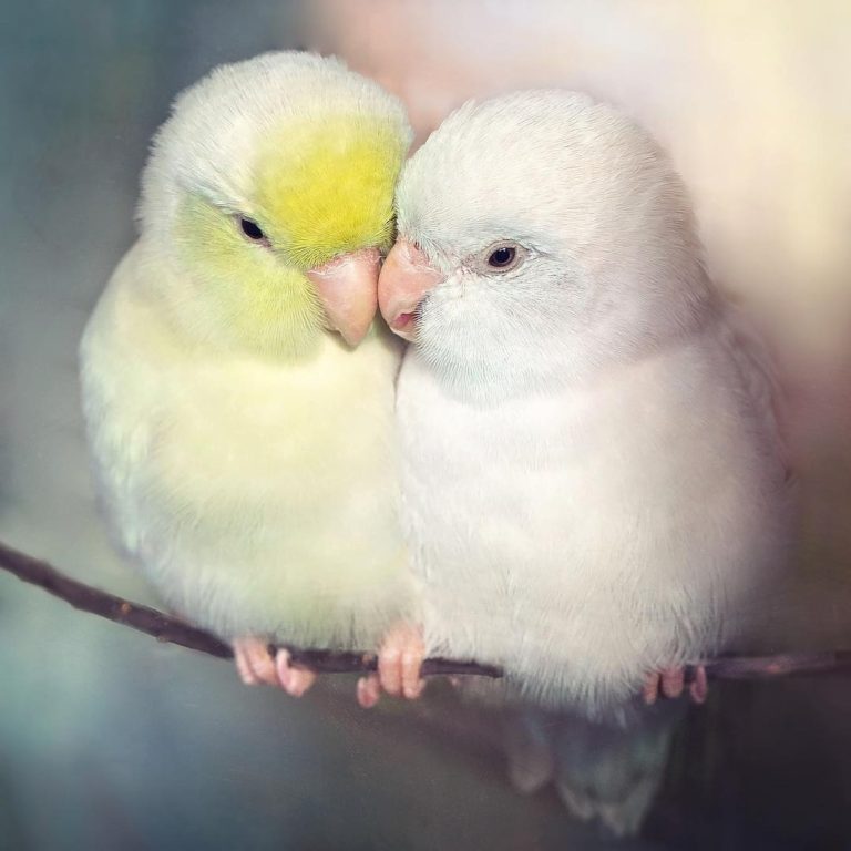 Dreamy Photographs Of Pastel-Colored Parrotlets That Will Get You Into ...