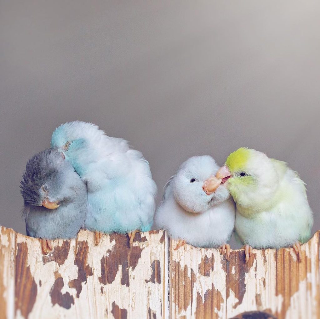 Dreamy Photographs Of Pastel-Colored Parrotlets That Will Get You Into ...