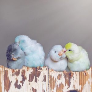 Dreamy Photographs Of Pastel-Colored Parrotlets That Will Get You Into ...