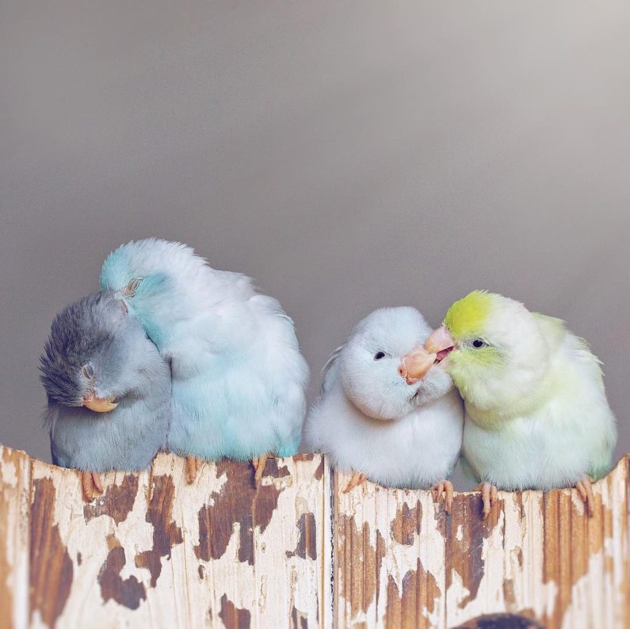 Dreamy Photographs Of Pastel-Colored Parrotlets That Will Get You Into ...