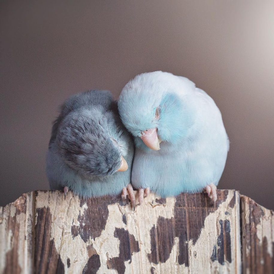Dreamy Photographs Of Pastel-Colored Parrotlets That Will Get You Into ...