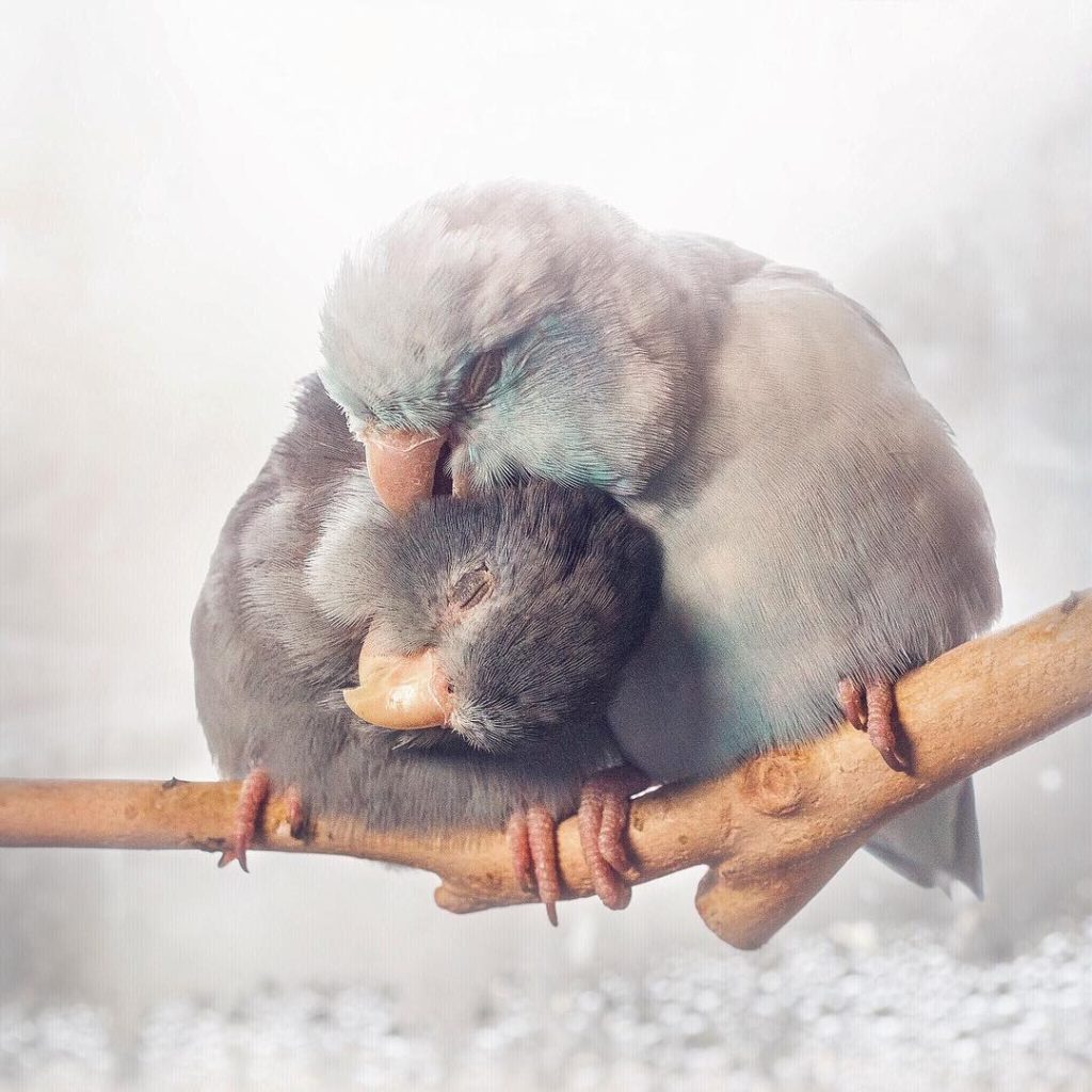 Dreamy Photographs Of Pastel-Colored Parrotlets That Will Get You Into ...