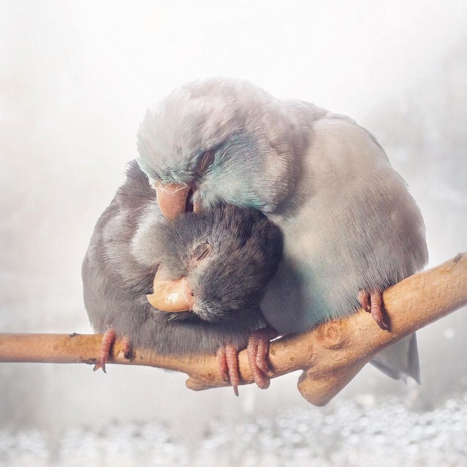 Dreamy Photographs Of Pastel-Colored Parrotlets That Will Get You Into ...