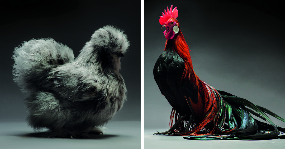 Photographer Documents Chickens, And They All Look Like Supermodels ...