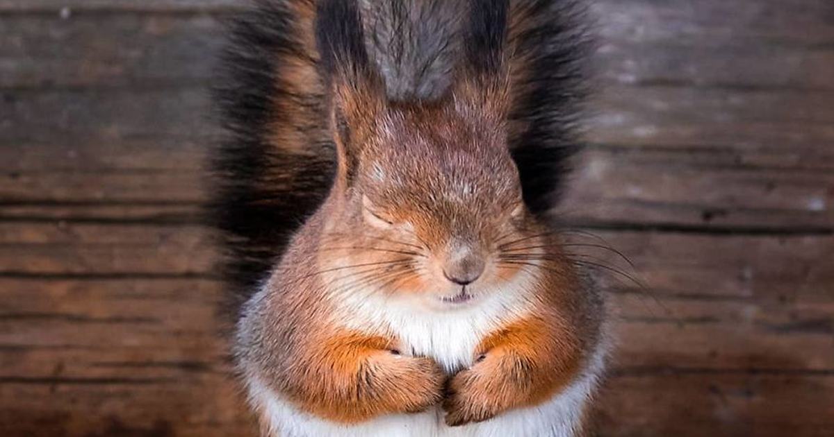 41 Magical Animal Photos That Prove Fairy Forests Are Real In Finland ...