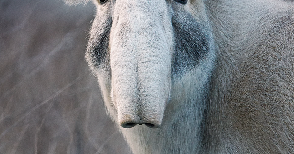 This Photographer Took Pictures Of Animals That Could Soon Be Extinct ...