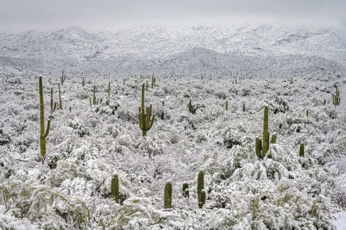 Snow Just Fell In Arizona Desert And Even Though These 17 Photos Look ...