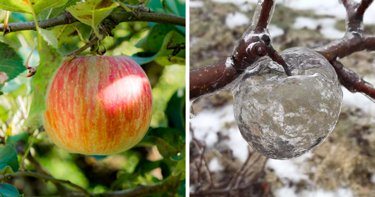 It's So Cold In Michigan 'Ghost Apples' Are Forming In A Frozen Orchard ...