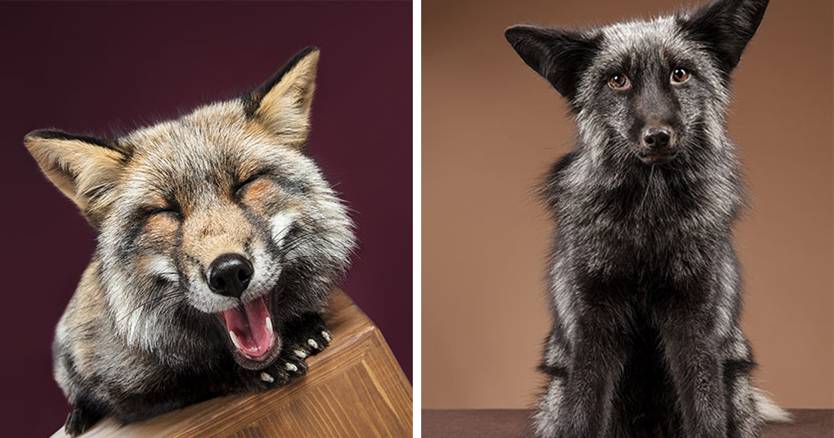 This Photographer Fell In Love With Foxes After Taking Their Photos In ...