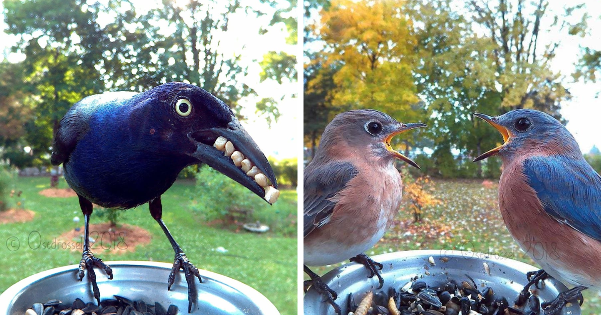 Woman Sets Up A Photo Booth For Birds In Her Yard, And The Photos Are ...
