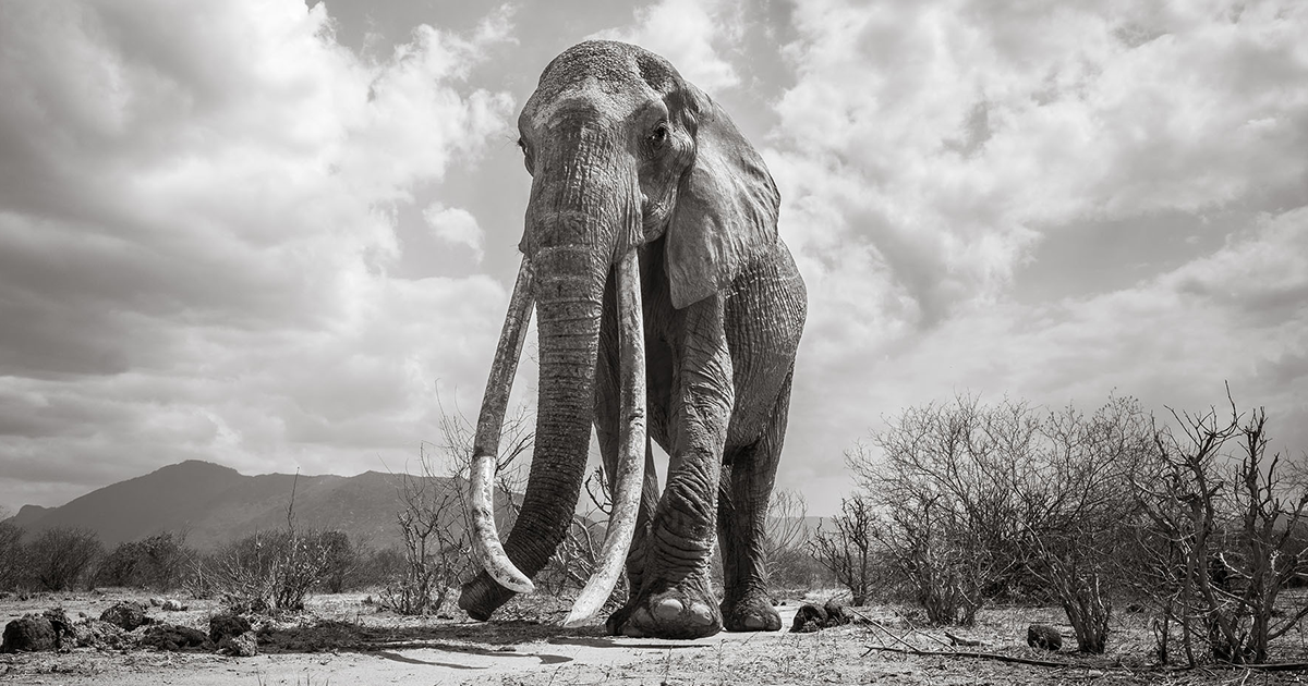 This Photographer Captured Stunning Pictures Of The Legendary 'Elephant ...