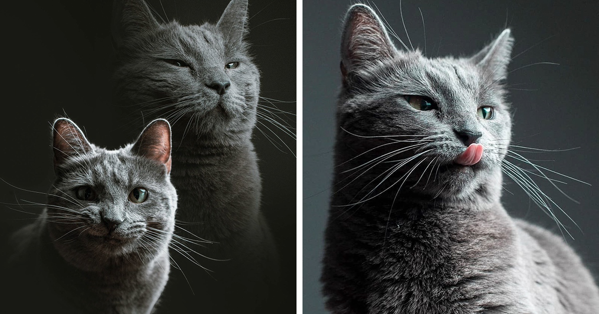Kitty Gets A Professional Photoshoot After A Photographer Friend ...