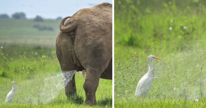 39 Photos From The Comedy Wildlife 2019 Competition That Show How ...