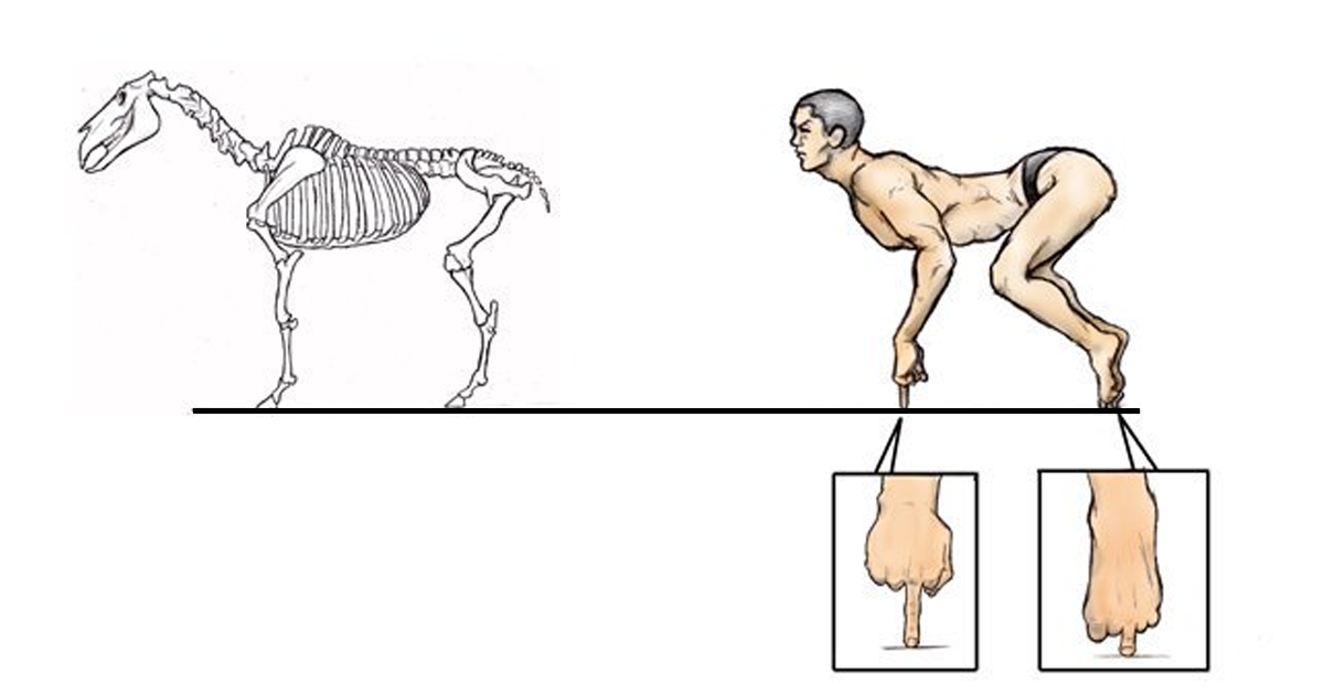 Illustrator Shows How Humans Would Look If We Had Various Animals Bone 
