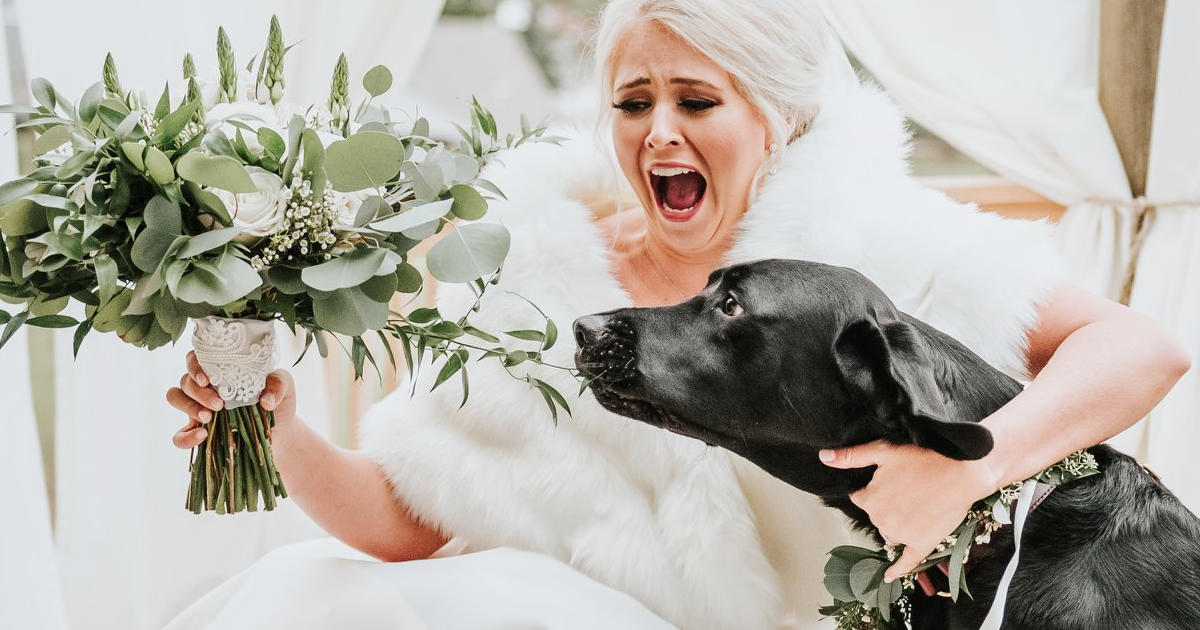 This Bride Brought Her Dog To Her "First Look" Photoshoot And The ...