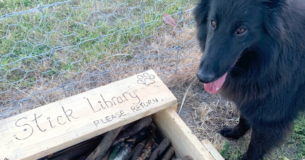 This Man Built A Stick Library Where Dogs Can "Rent" A Stick | DeMilked