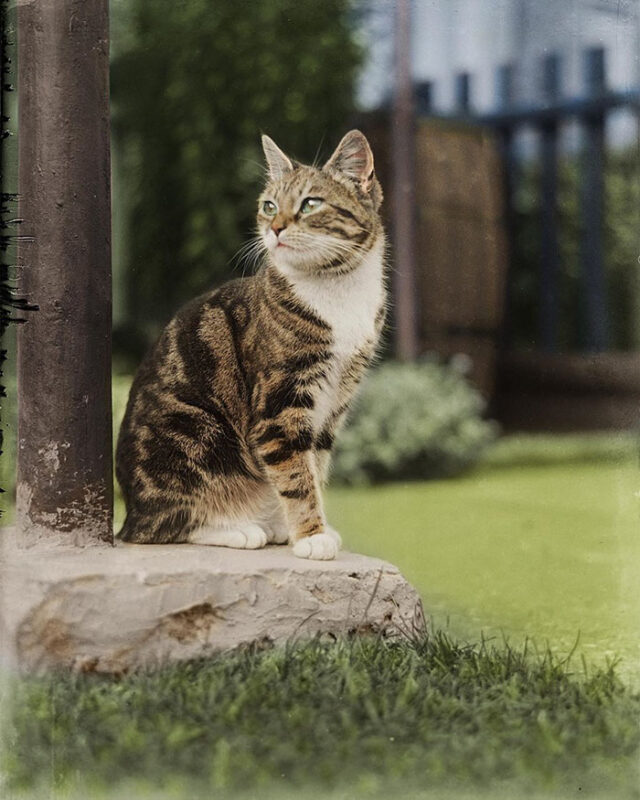 Man Develops 120-Year-Old Photos Of Cats Discovered Inside A Time ...