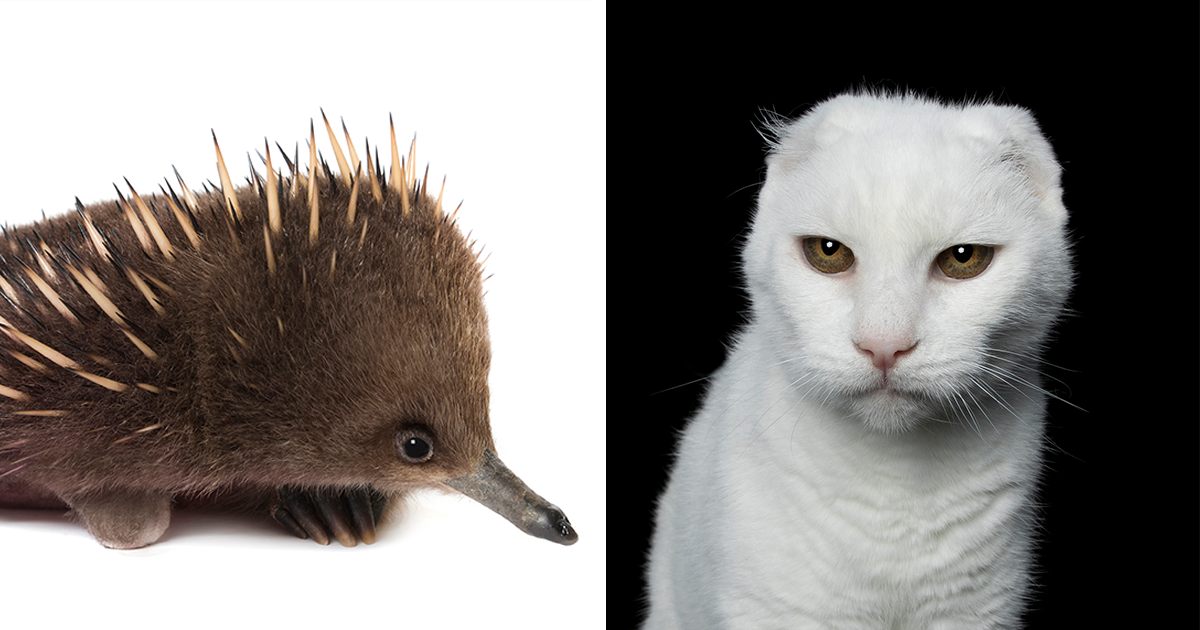 13 Portraits Of Animals With Disabilities By Photographer Alex Cearns ...