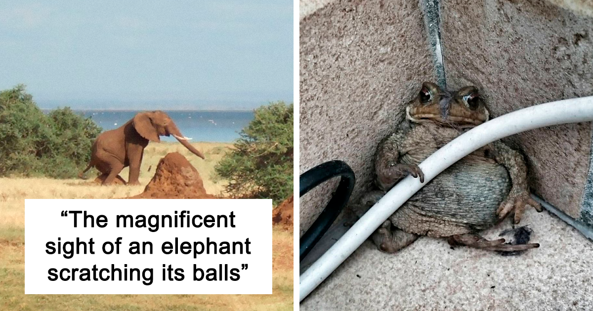 50 Wildlife Photos That Are So Bad, They’re Hilarious (New Pics) | DeMilked