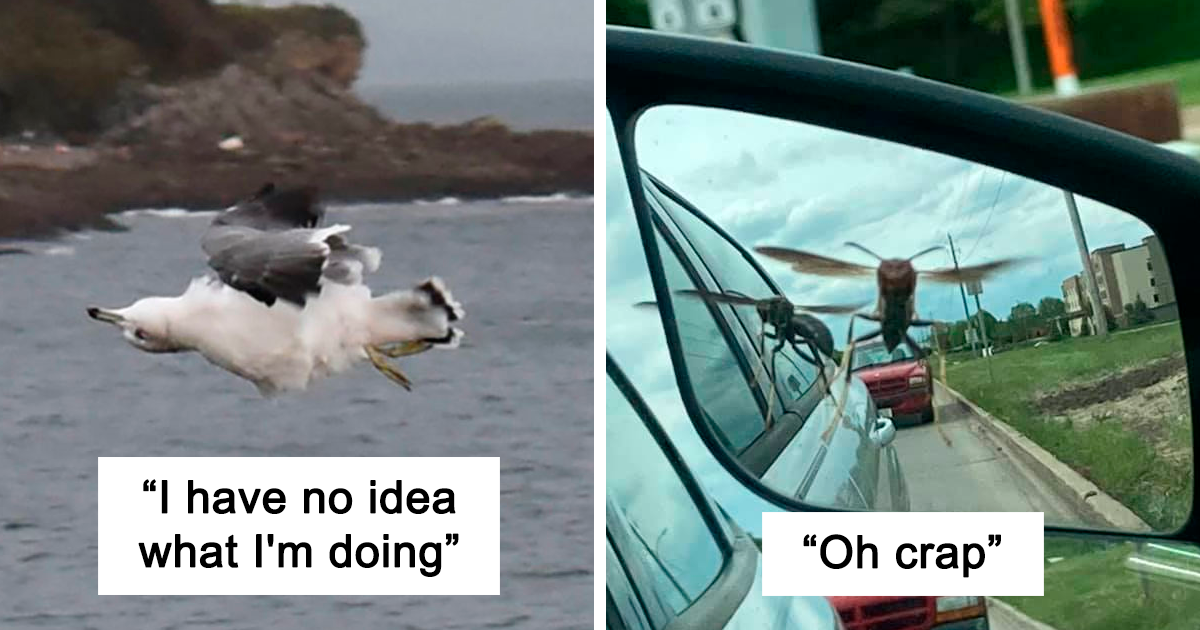 These Wildlife Photos Are So Bad, They’re Hilarious (40 New Pics ...