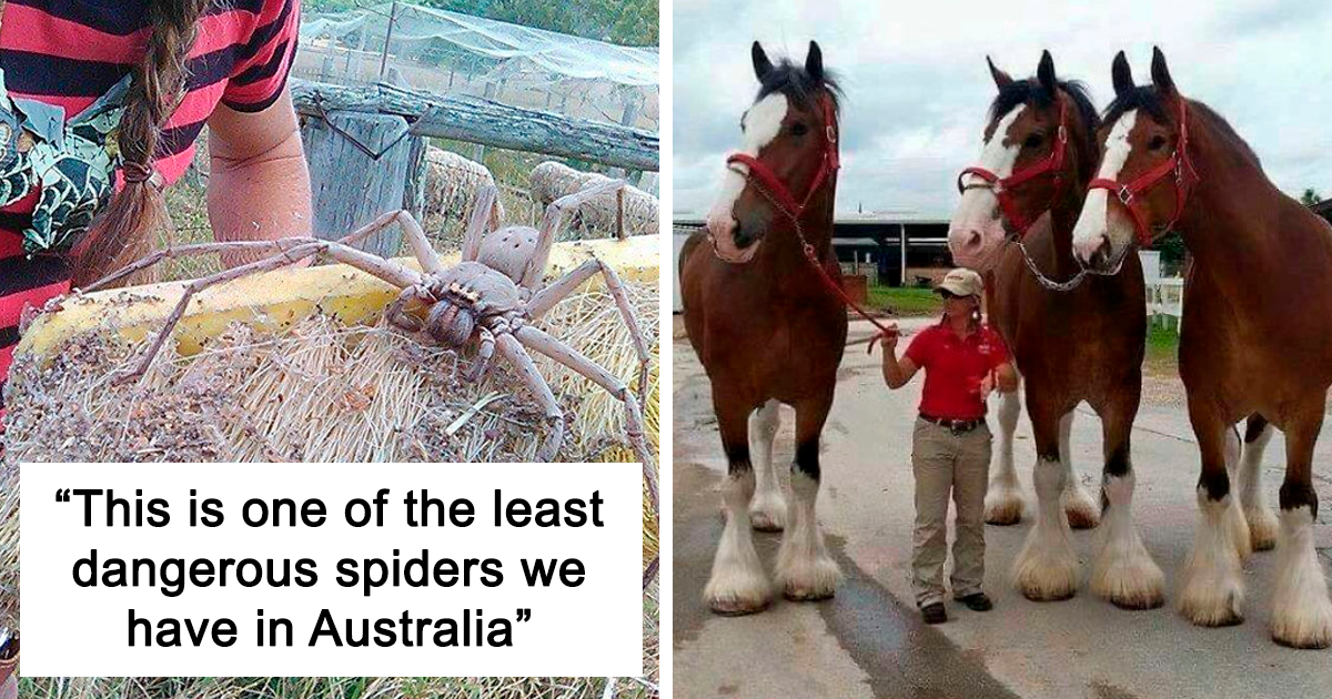30 Surprising Comparison Photos Revealing The True Size Of Animals ...