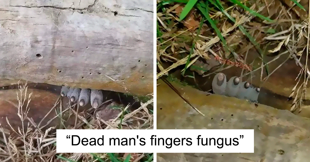 This Creepy Fungus Is Called 'Dead Man's Fingers' And There Couldn't Be ...