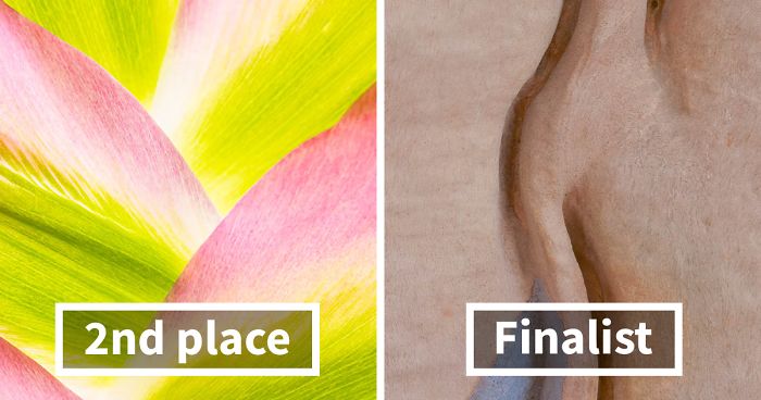 20 Breathtaking Winning Photos From The 2020 Macro Art Photography ...