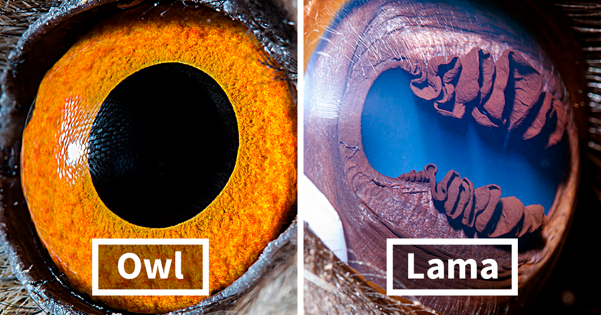 20 Stunning Photos Of Animal Eyes By Armenian Photographer Suren ...