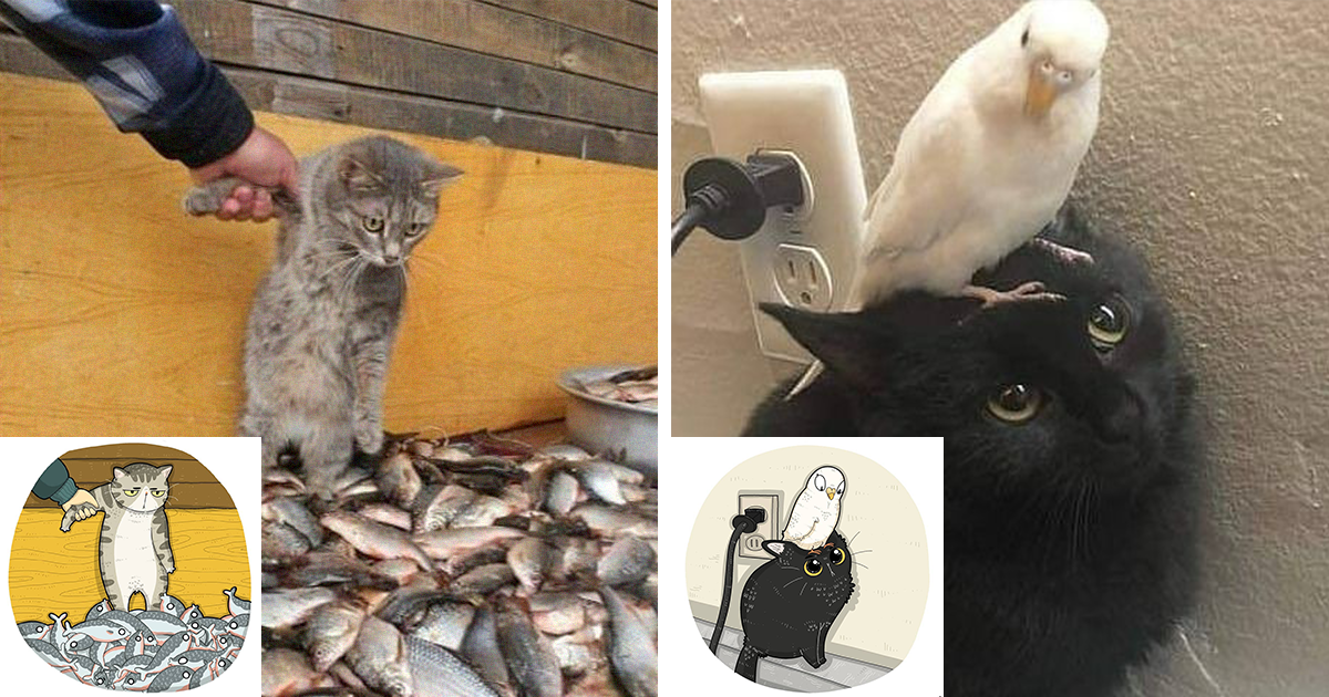 Indonesian Artist Turns Viral Cat Photos Into Funny Illustrations (20 ...