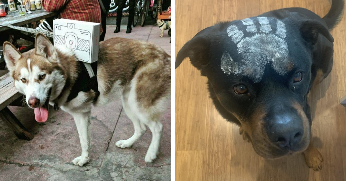 30 Adorable Halloween Costumes People Dressed Their Pets In | DeMilked