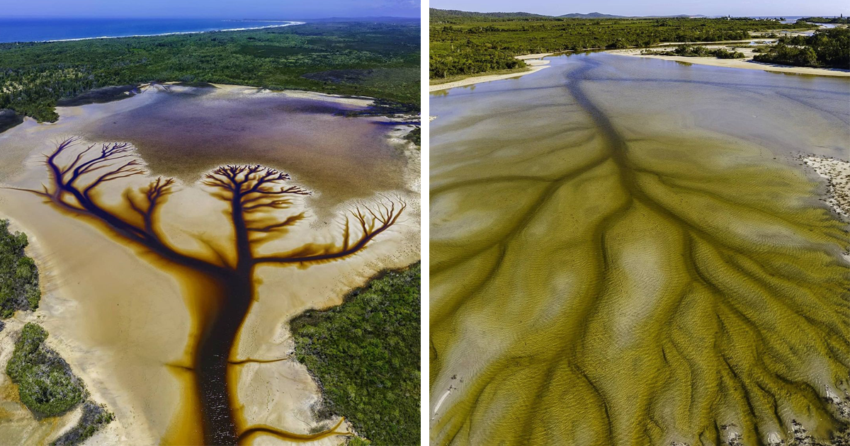 Photographer Derry Moroney Captures 8 Breathtaking "Tree Of Life ...