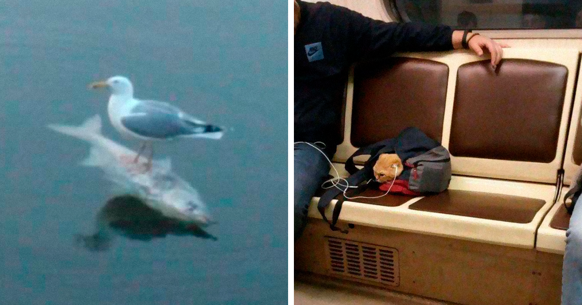 30 Times People Captured The Most Unexplainable Animal Photos | DeMilked