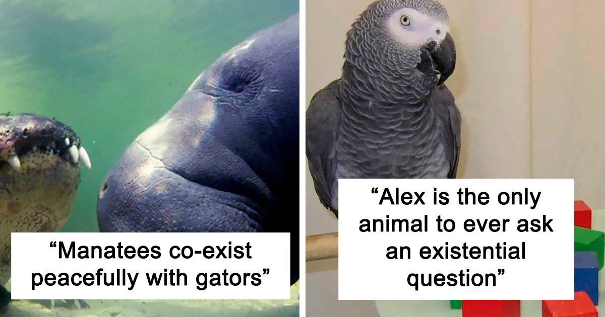 30 Of The Most Adorable Animal Facts Shared In This Online Group | DeMilked
