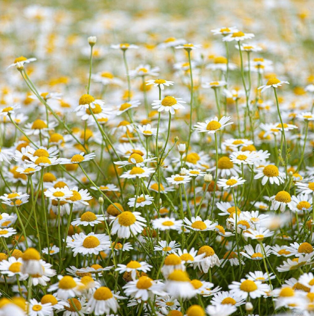 Colin Creevey From Harry Potter Is Now A Photographer And Here Are His ...