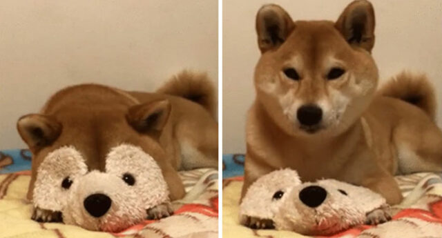 30 Times Things Were Doubled And People Couldn't Resist Capturing A ...