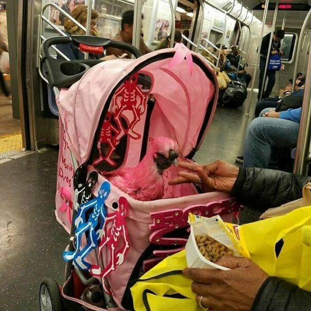 30 Funny And Strange Things Spotted On The Subway | DeMilked