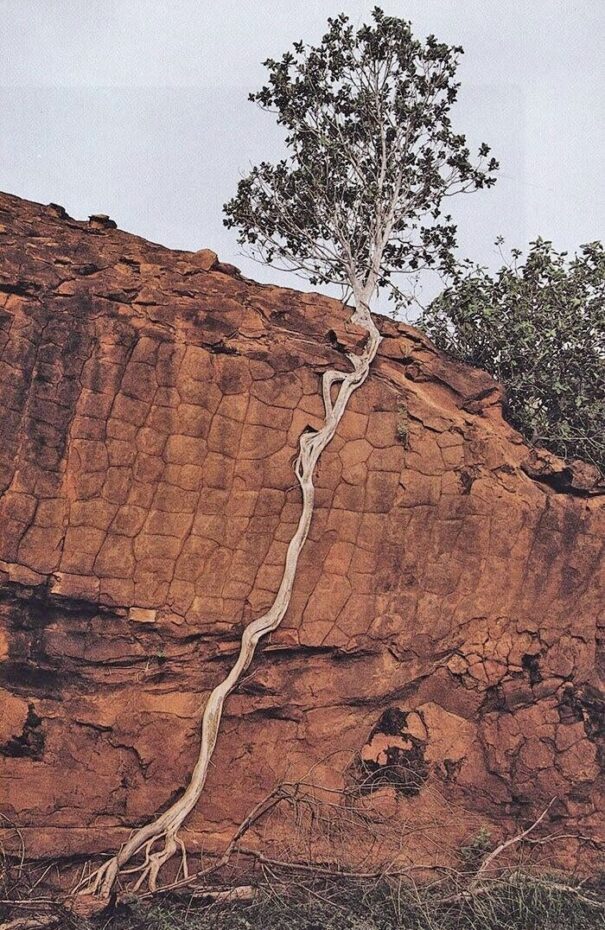 30 Times Nature Was Captured In Its Full Glory And Magnificence | DeMilked