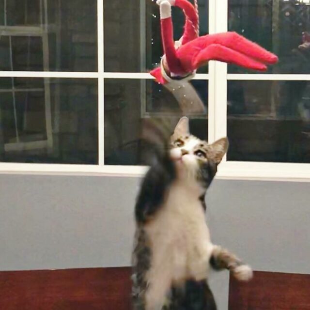 20 Parents Whose 'Elf On The Shelf' Scheme Went Hilariously Wrong ...