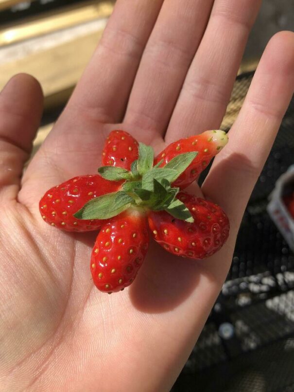 30 Times People Found Surprising Things In Unexpected Places | DeMilked