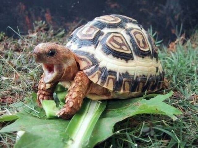 30 Adorable Turtle Pics That Might Just Make Your Day | DeMilked