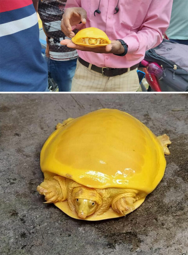 30 Adorable Turtle Pics That Might Just Make Your Day | DeMilked