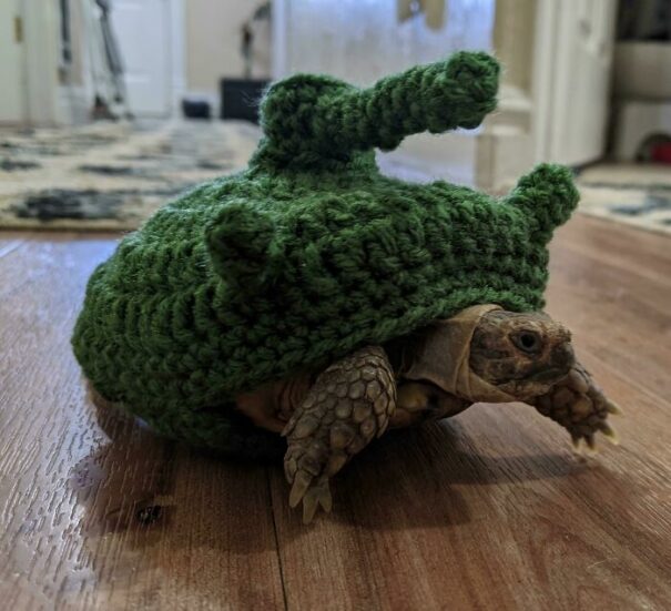 30 Adorable Turtle Pics That Might Just Make Your Day | DeMilked